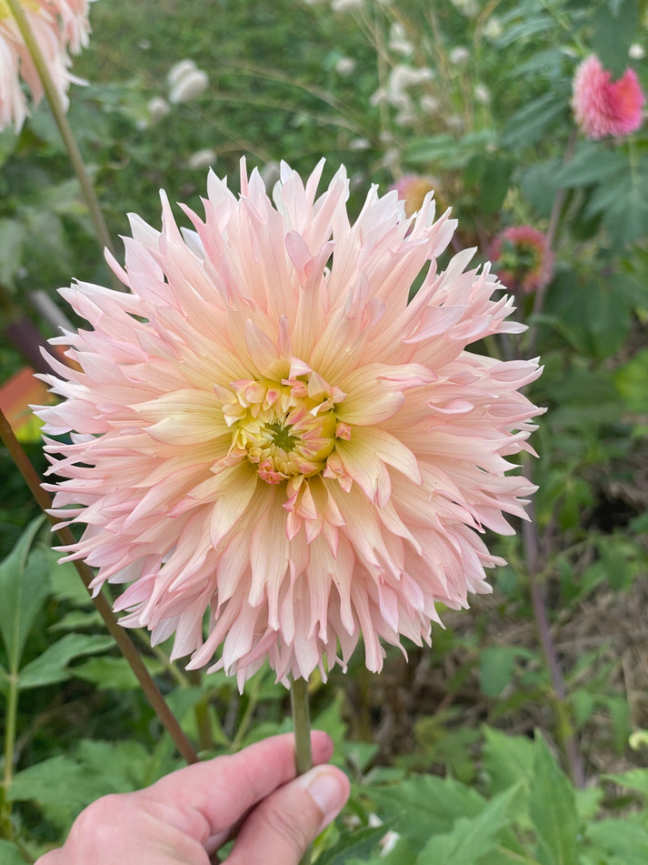 Hapet Champagne Dahlia Tuber – Tree Town Homestead